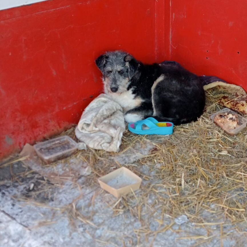 Молодой кобель замерзает на остановке. Нужен