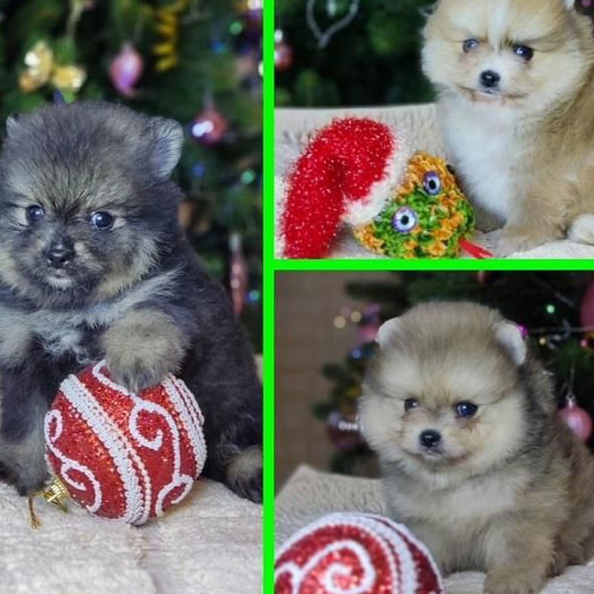 Шпицы щеночки - черные и рыженькие