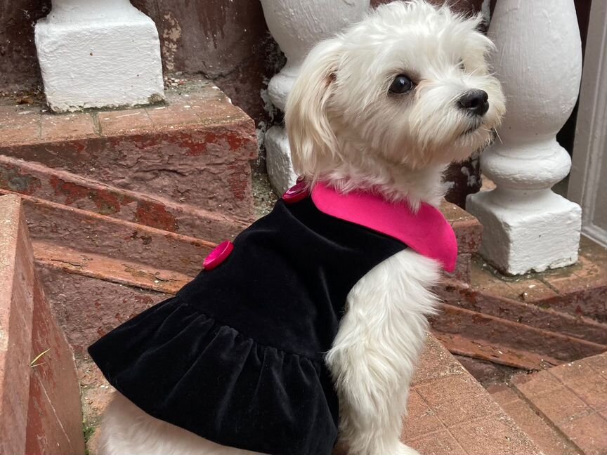 Одежда для собак «Фифа» цены пополам