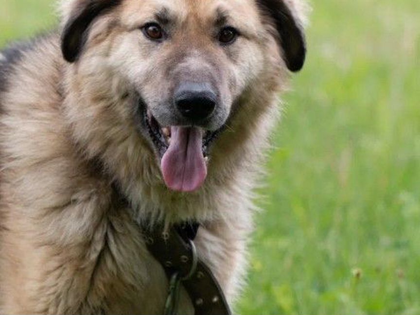 Метис кавказца Куршан