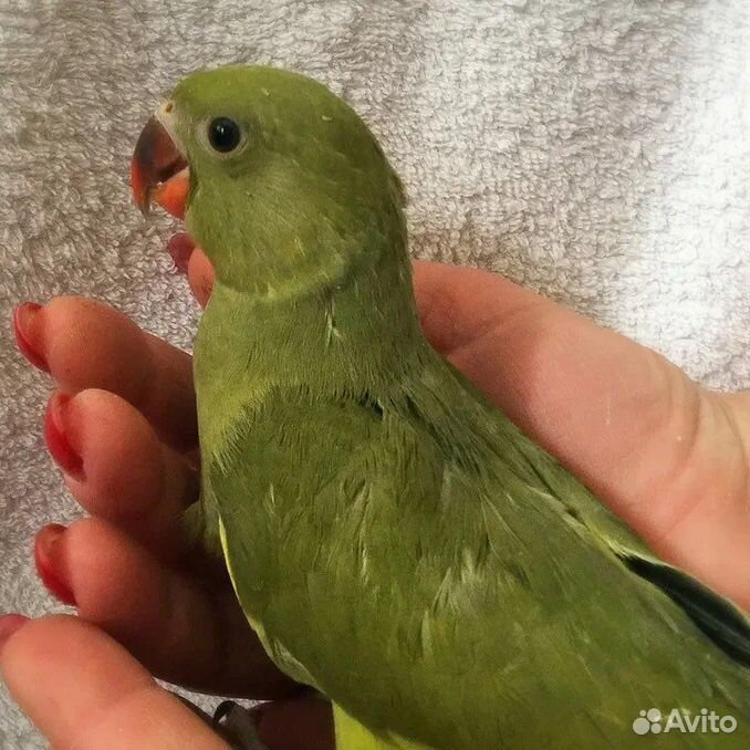 Птенцы ожерелового попугая