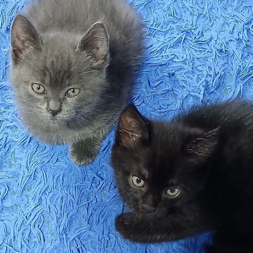 2 котика