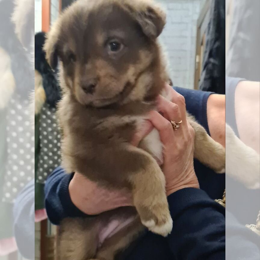 Щенок в добрые руки