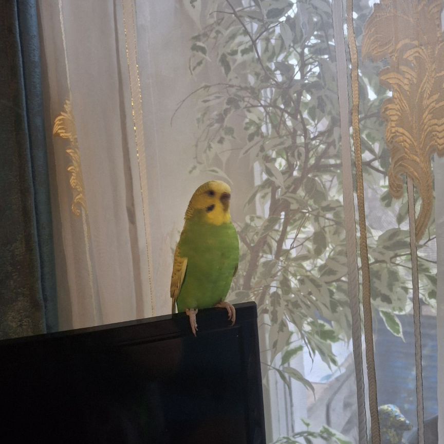 Волнистый попугай самка отдам