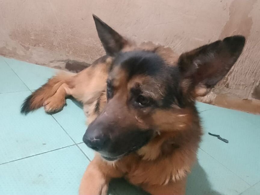 Метис немецкой овчарки