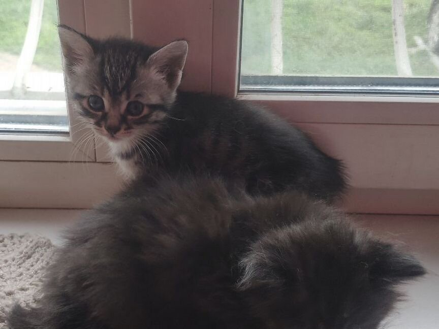 Продам породистых котят(британец)