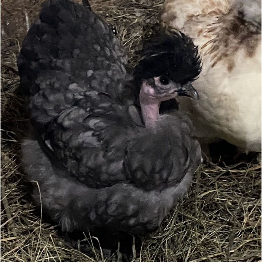 Голошейки шелковые, кучеряшки и голошейки