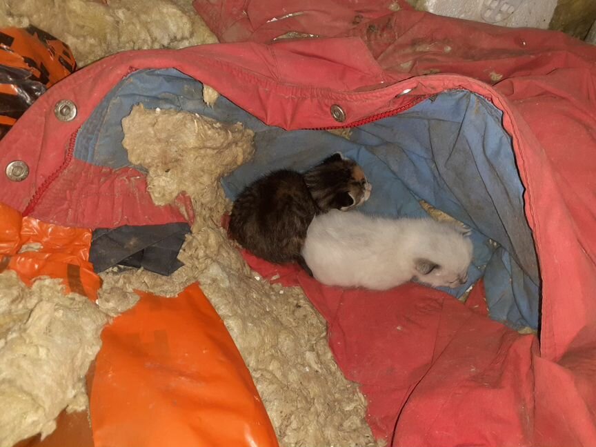 Кошка с новорожденными котятами ищут дом