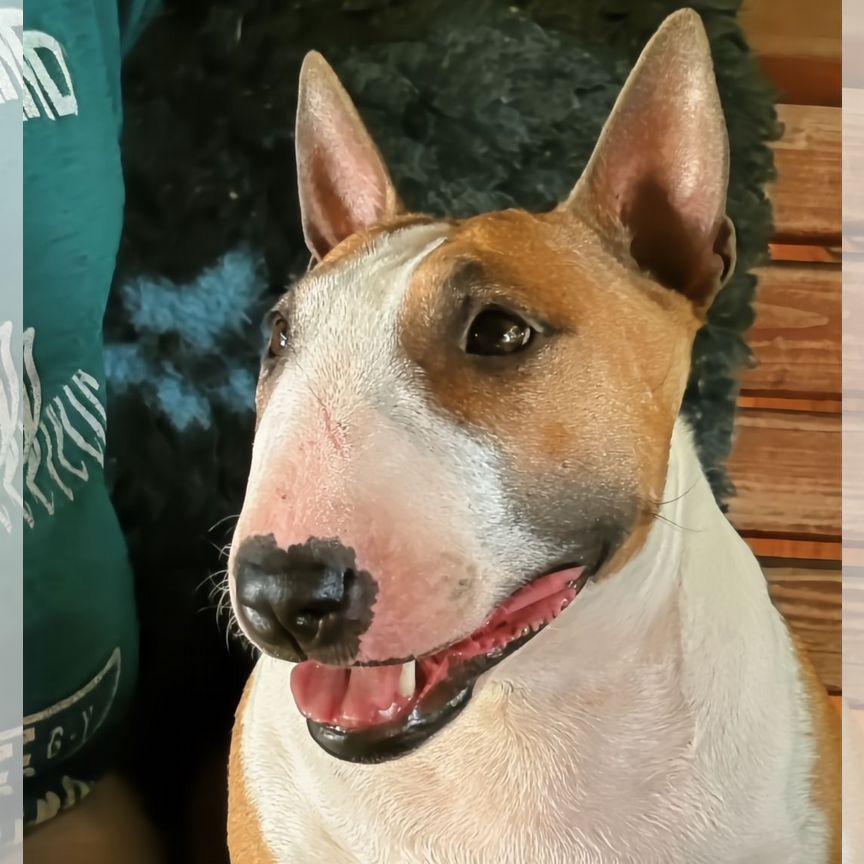 Мини-бультерьер, взрослая собака