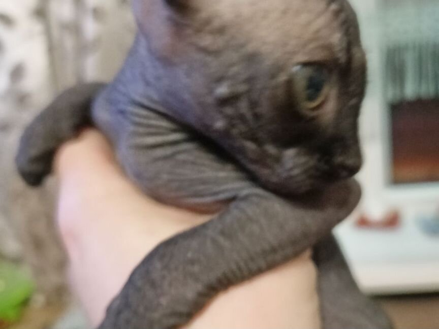 Канадский сфинкс