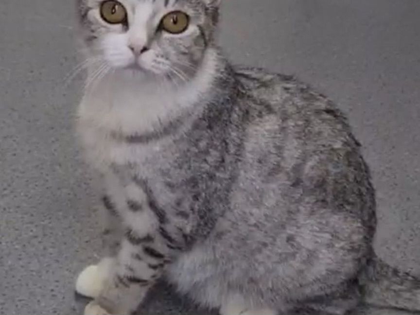 Нужна передержка кошке с котятами