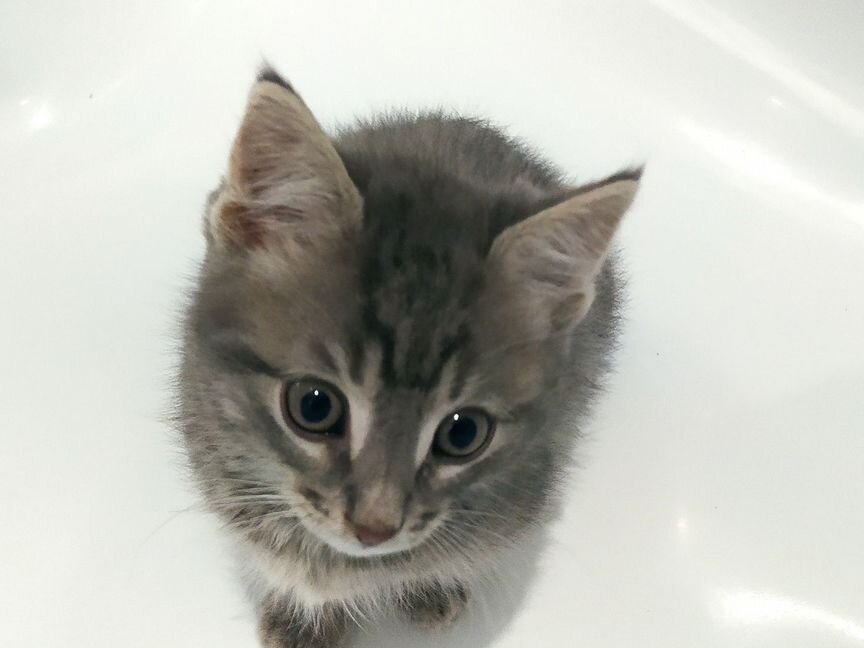 Котята невдуплята