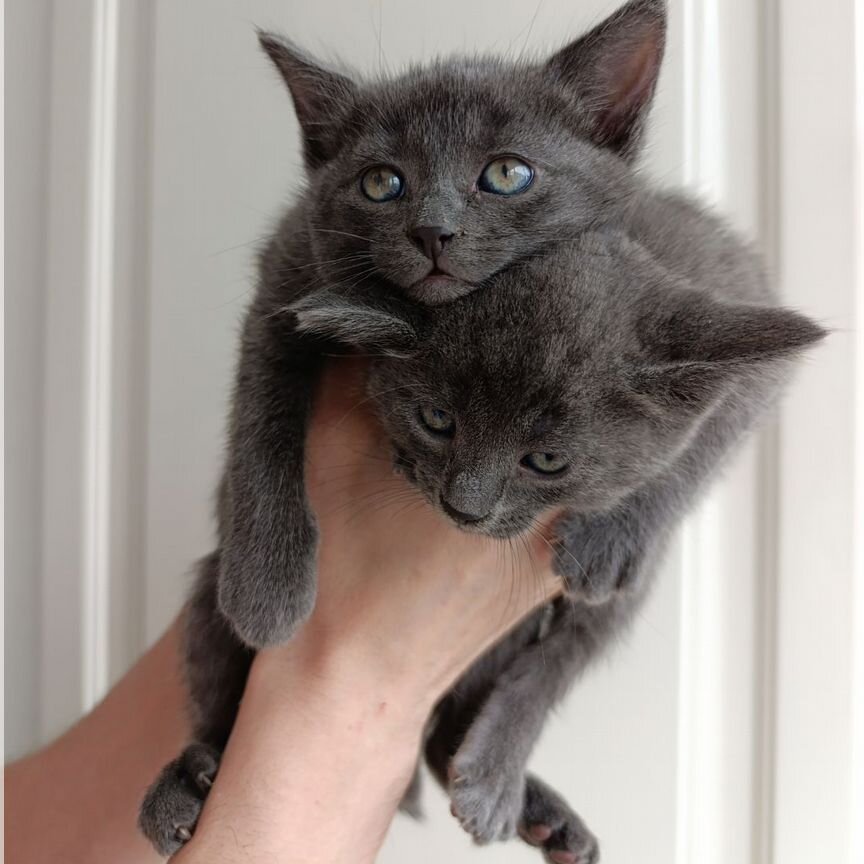 Котята бесплатно