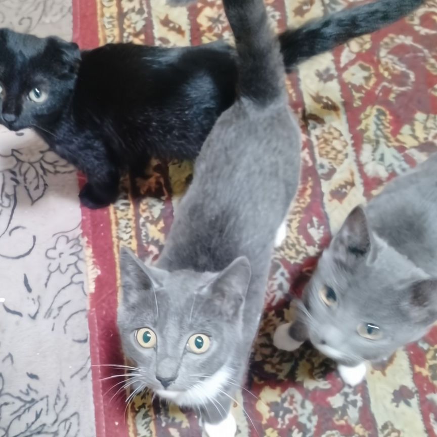 Котёнок в добрые руки