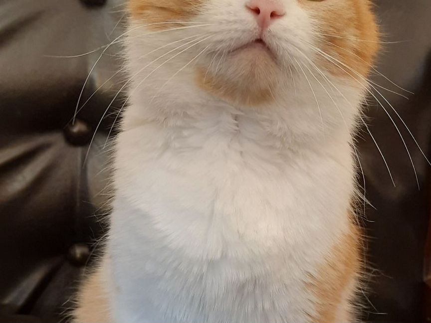 Котик ласковый ищет дом