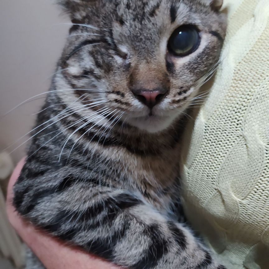 Котёнок в добрые руки