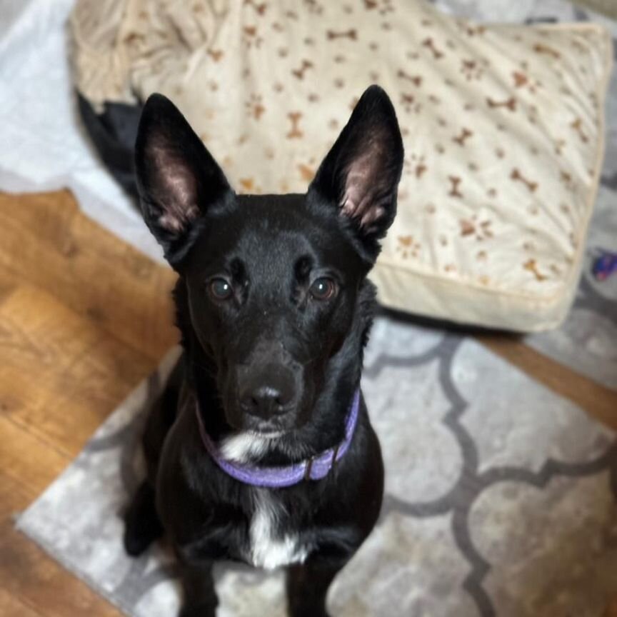 Небольшой пес Трюфель