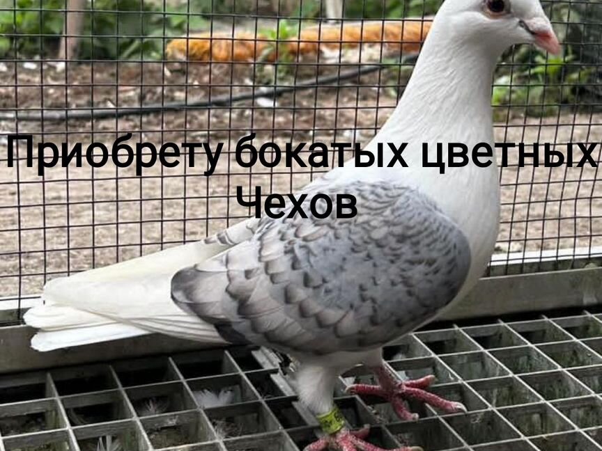 Голуби Чехи бокатые