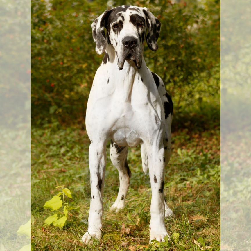 Щенки немецкого дога