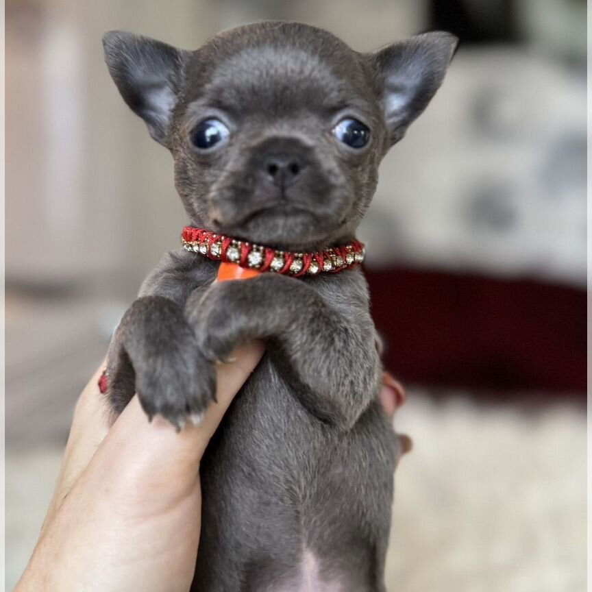 Чихуахуа, щенок