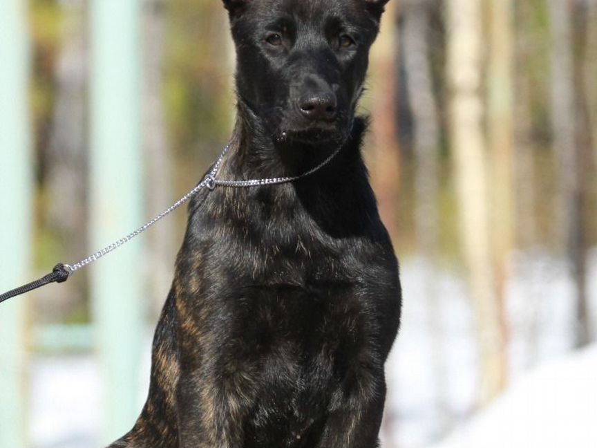 Щенки голландской овчарки (хердер)
