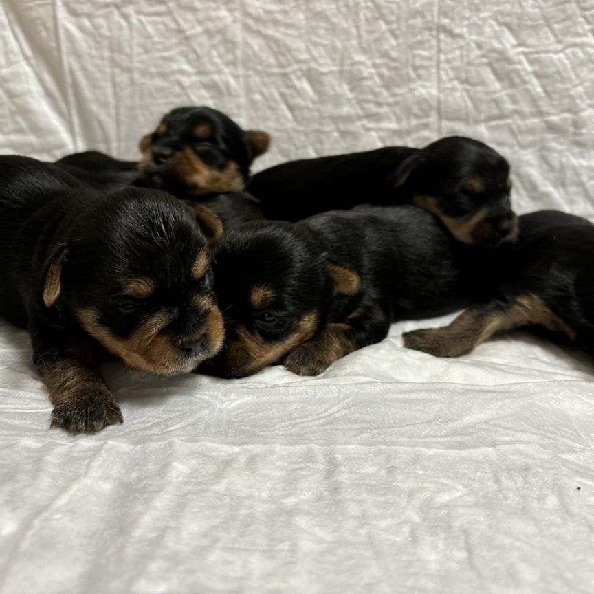 Йоркширский терьер щенки