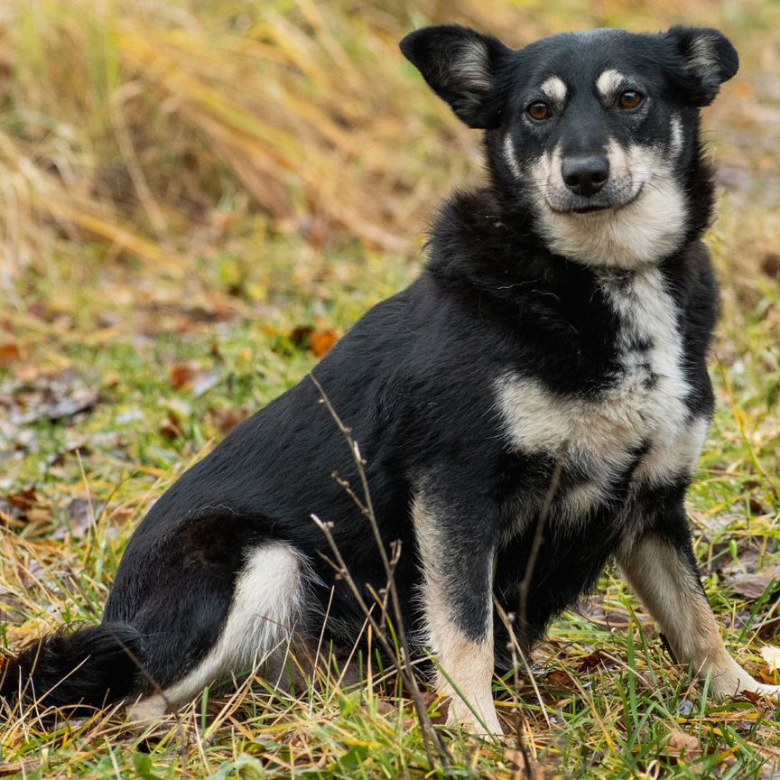 Взрослая собака в добрые руки