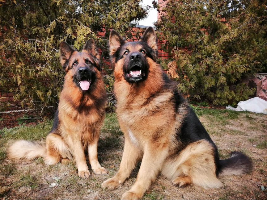 Вязка метис овчарки