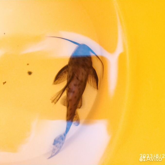 Сом синодонтис