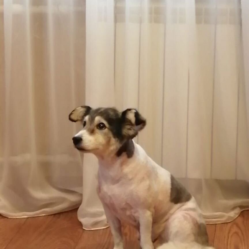 Собаки бесплатно