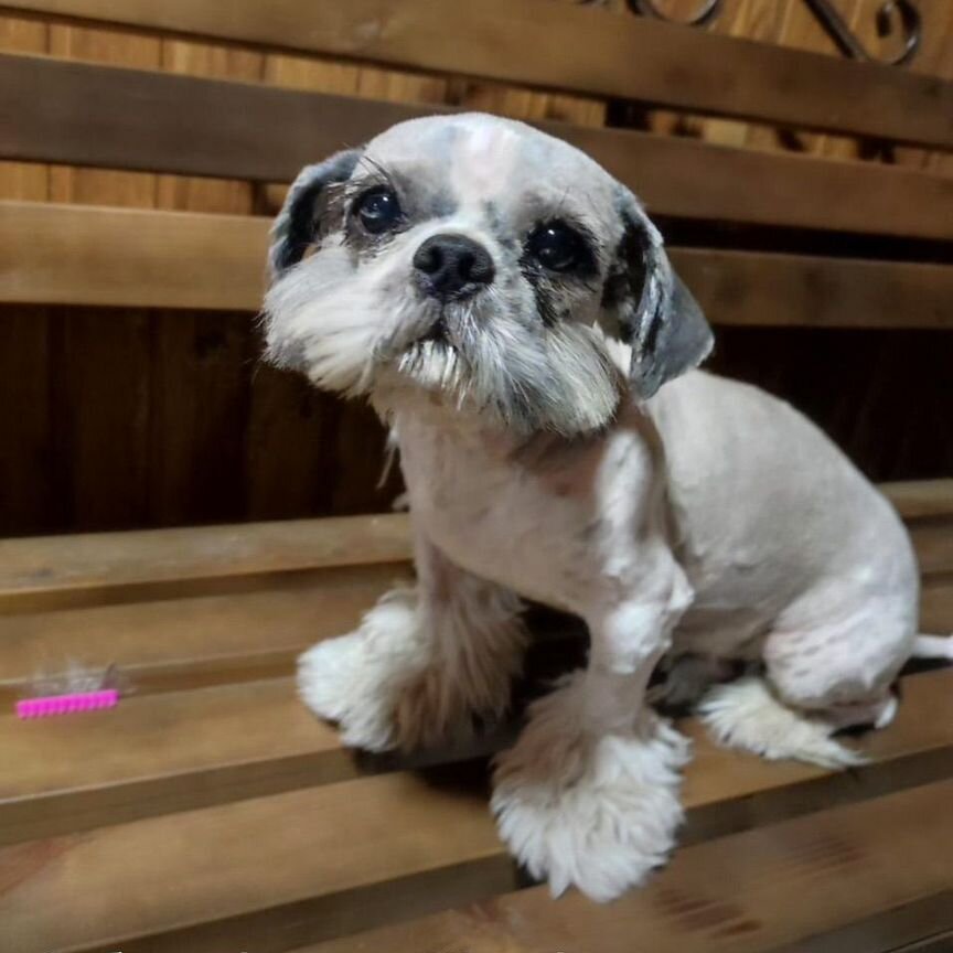 Отдам пес порода Ши-тцу 1,9года