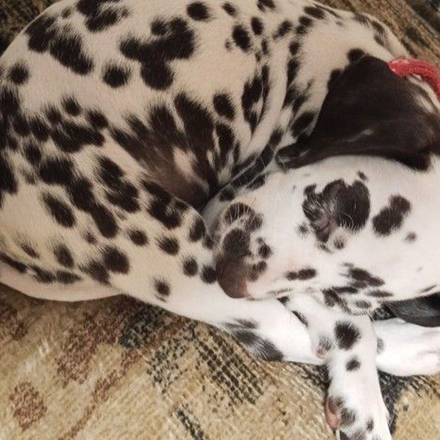 Далматин, щенок