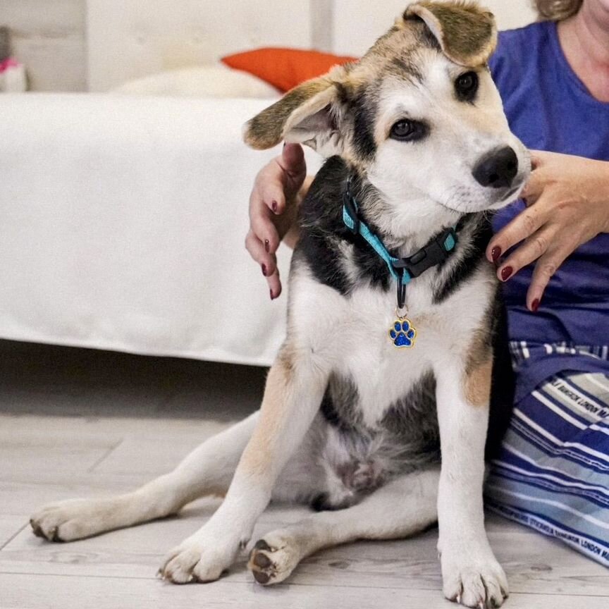 Прекрасный щенок-мальчик ищет дом и семью