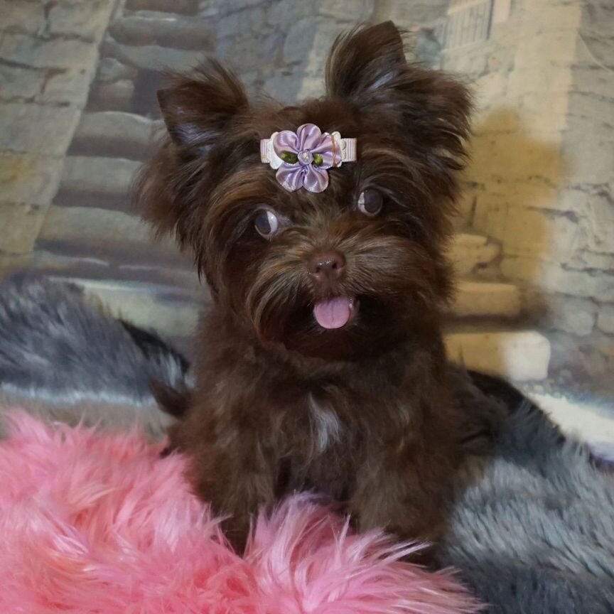 Йоркширский терьер шоколадная мини девочка