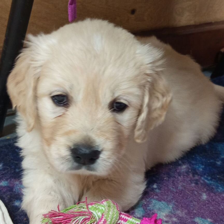 Щенки золотистого ретривера