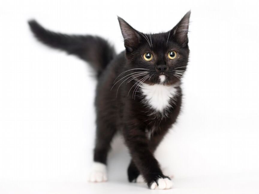 Маркизный котенок ищет дом