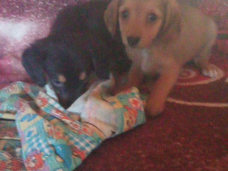 Кокер спаниель в добрые руки