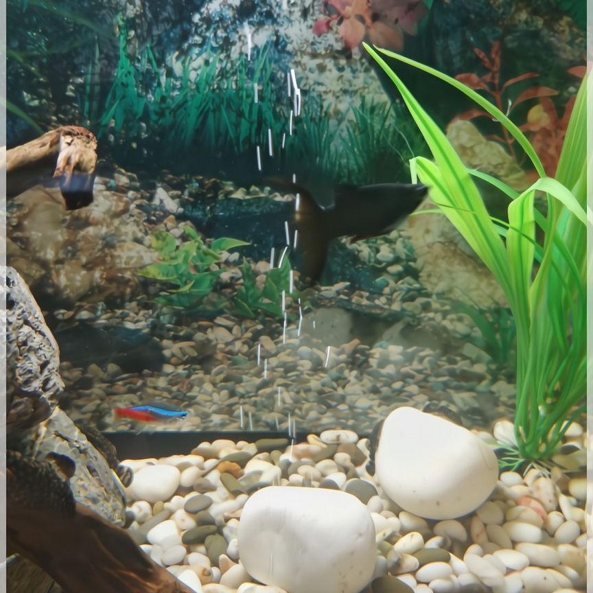 Рыбки моллинезии