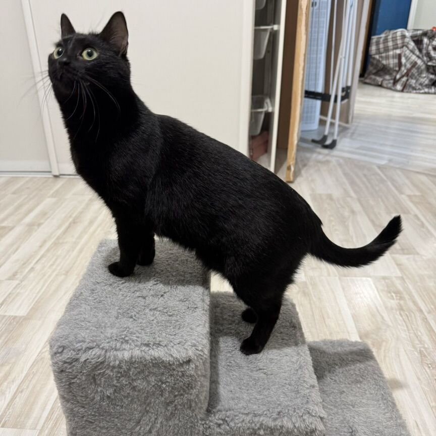 Лесенка для собак