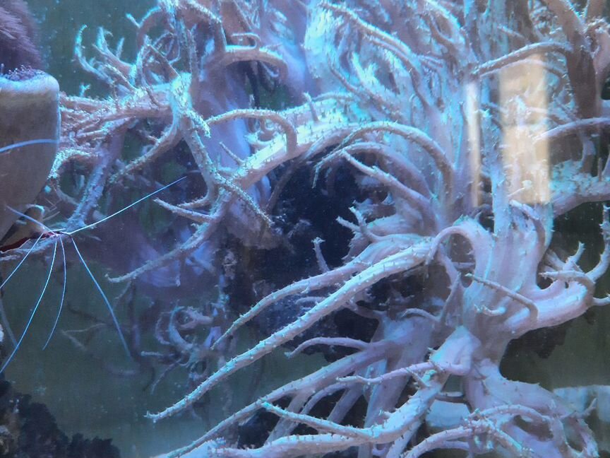 Коралл Синулярия зеленая (крупный)