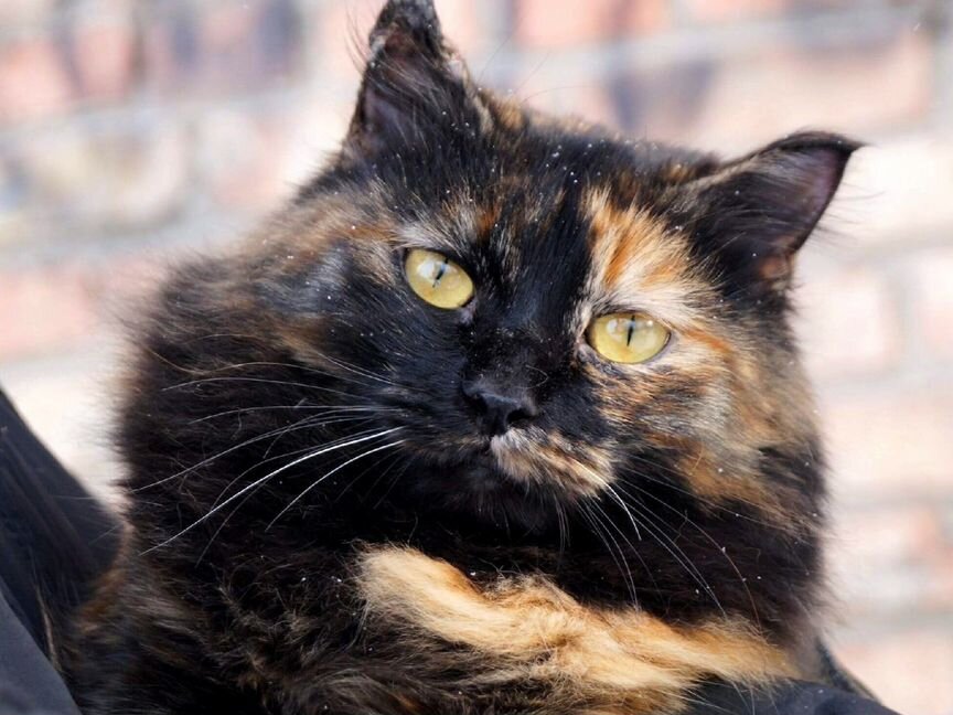 Кошка в дар бесплатно