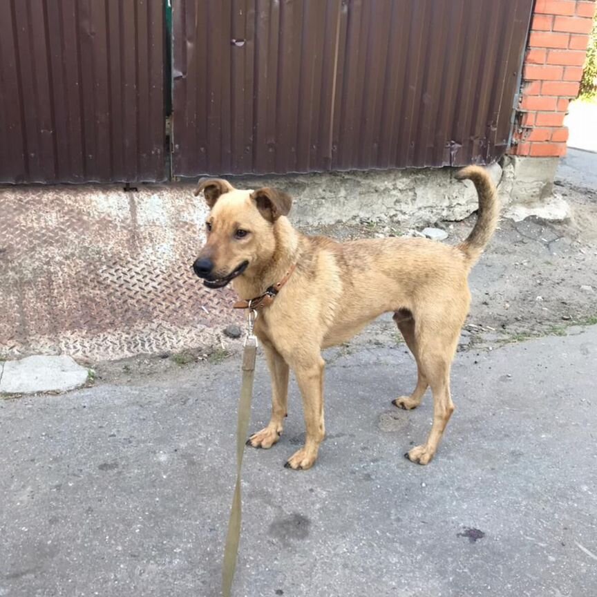 Собака