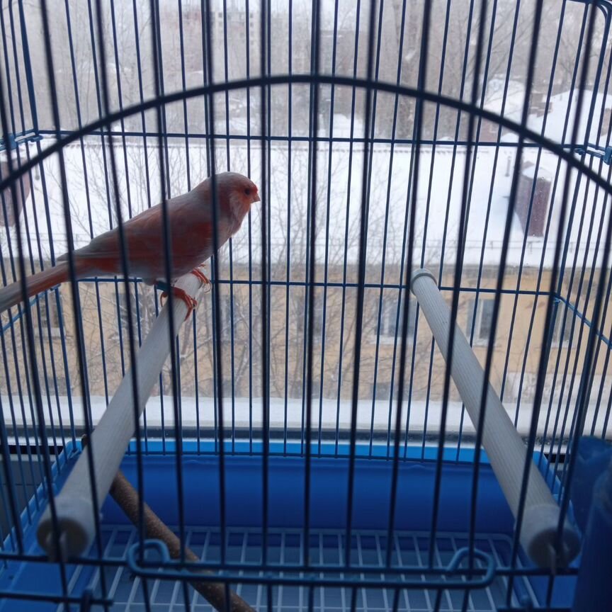 Кенарь певчий