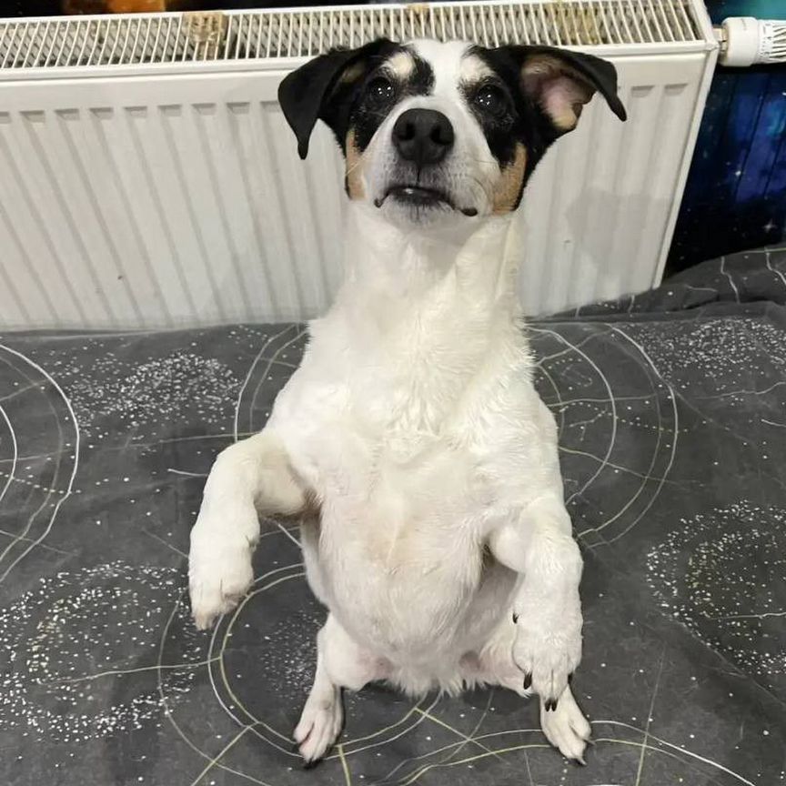 Джек-рассел-терьер, взрослая собака