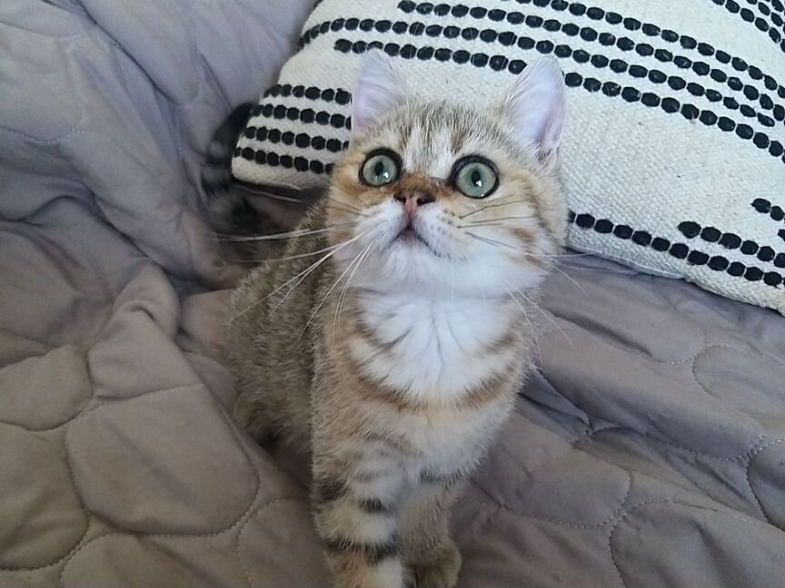 Шотландские котята