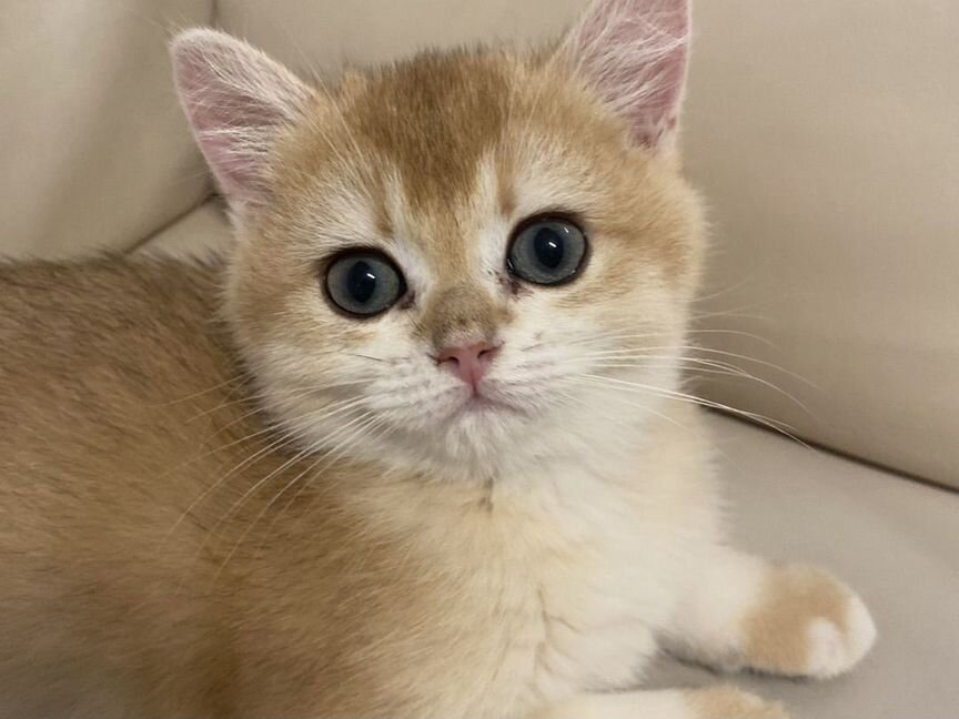 Шотландские вислоухий кот