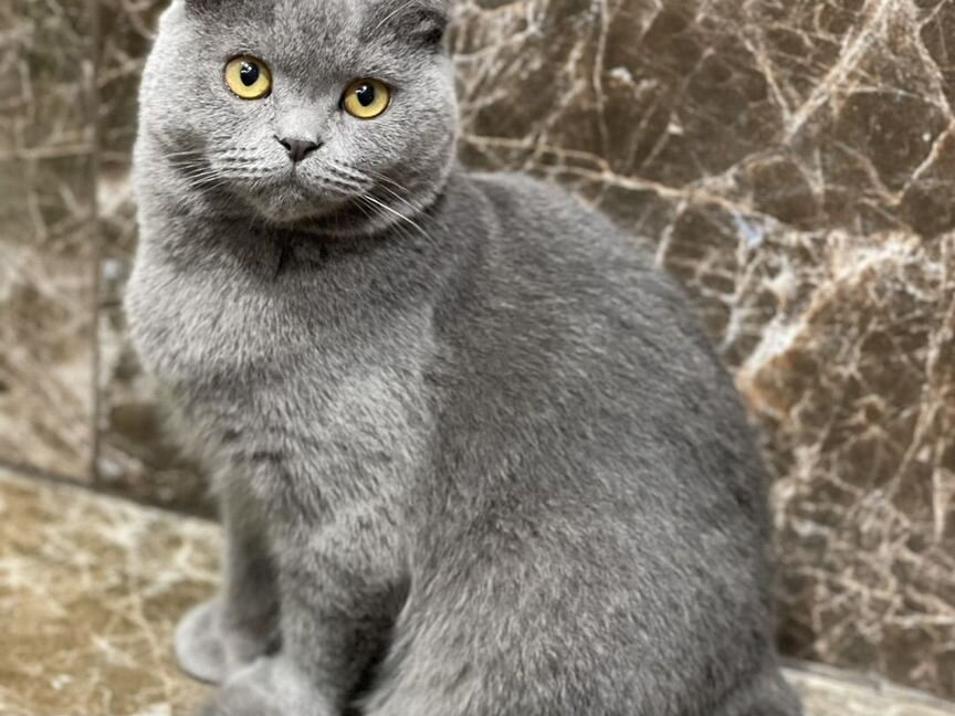 Британские вислоухие котята серые