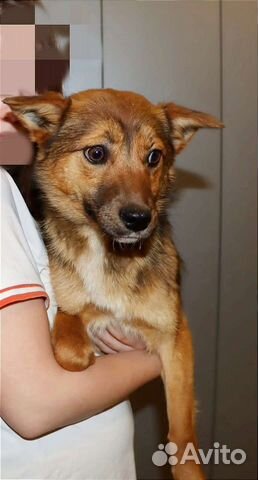 Небольшая собачка в добрые руки, 10 месяцев