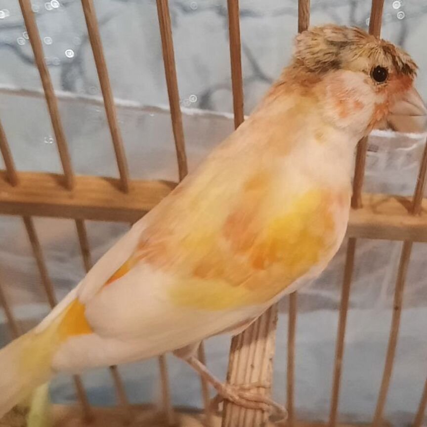 Канарейка самец