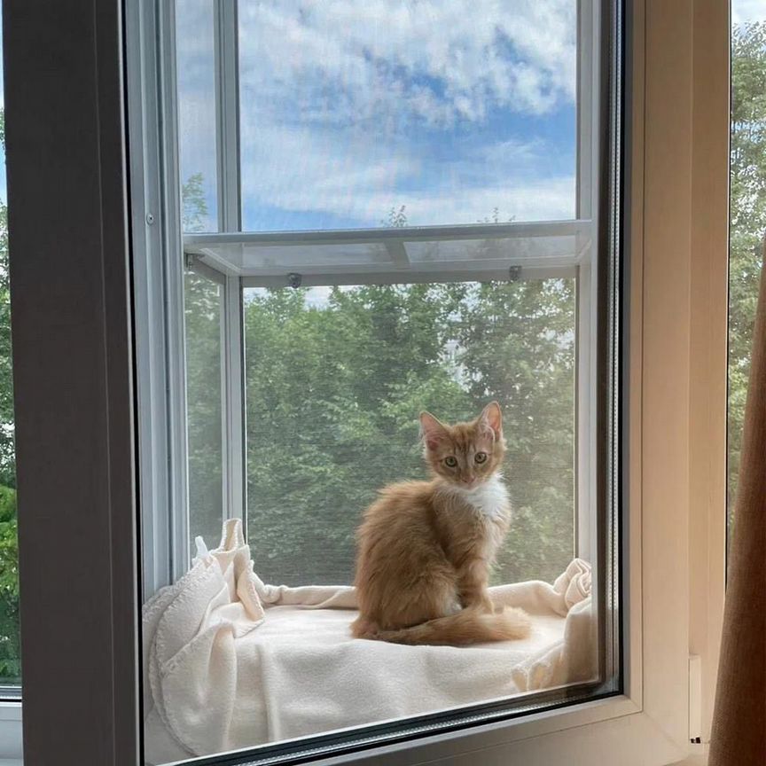 Балкон для кошек
